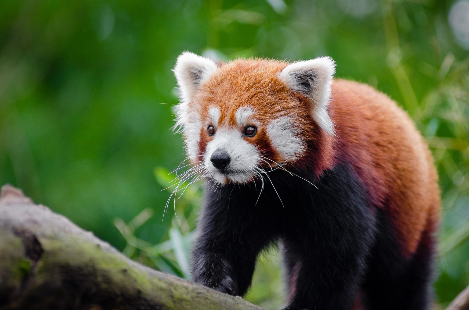 Learn About the Panda: A Successful Wildlife Conservation Story - LiveMinty