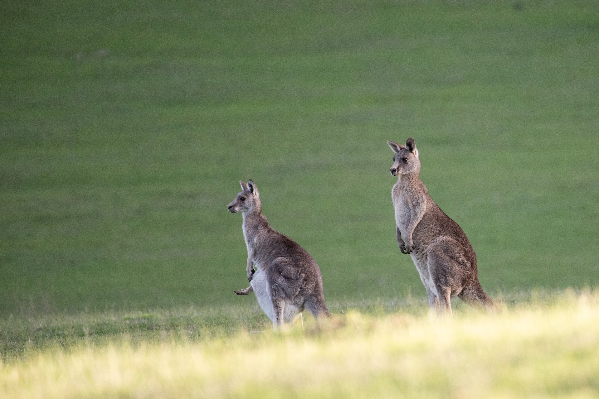 Do Kangaroos Really Punch? And Other Roo Facts - LiveMinty