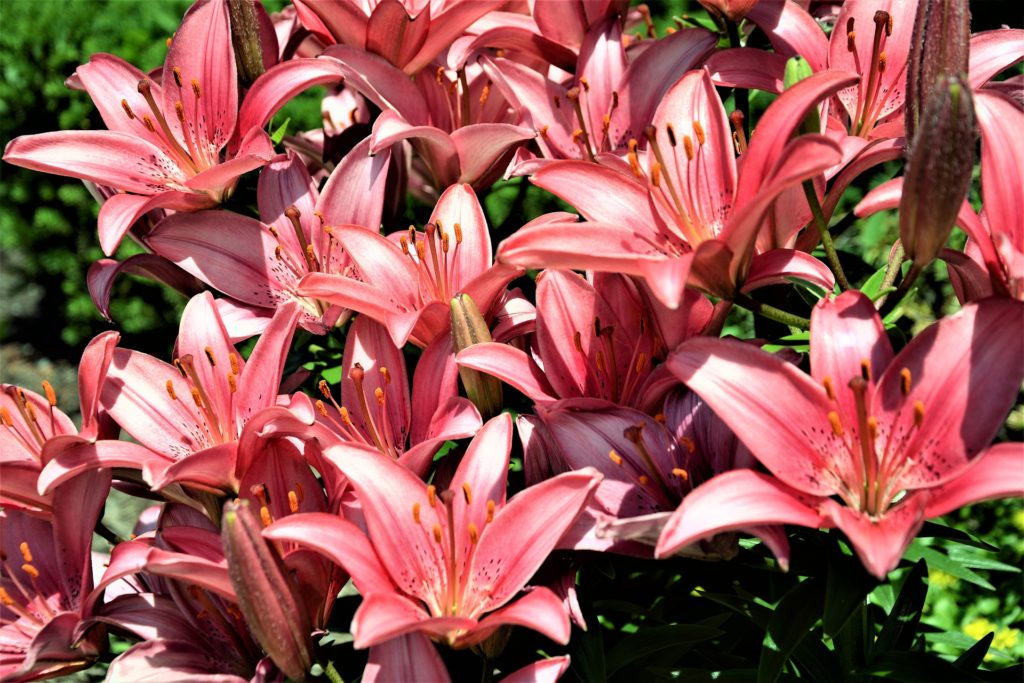 Meet These 9 Hybrid Plants that Changed Human History - LiveMinty