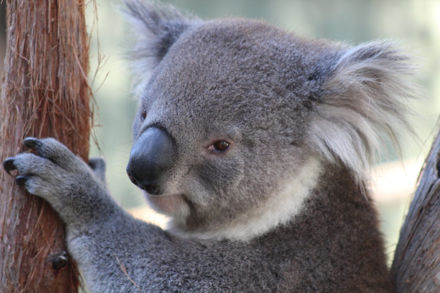 9 Surprising Facts About Wild Animals LiveMinty 9 Surprising Facts About Wild Animals LiveMinty